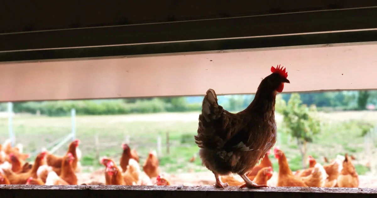 Poultry : Chickens, Hens, Ducks. Crediton Milling :: Feeding Tomorrow's ...