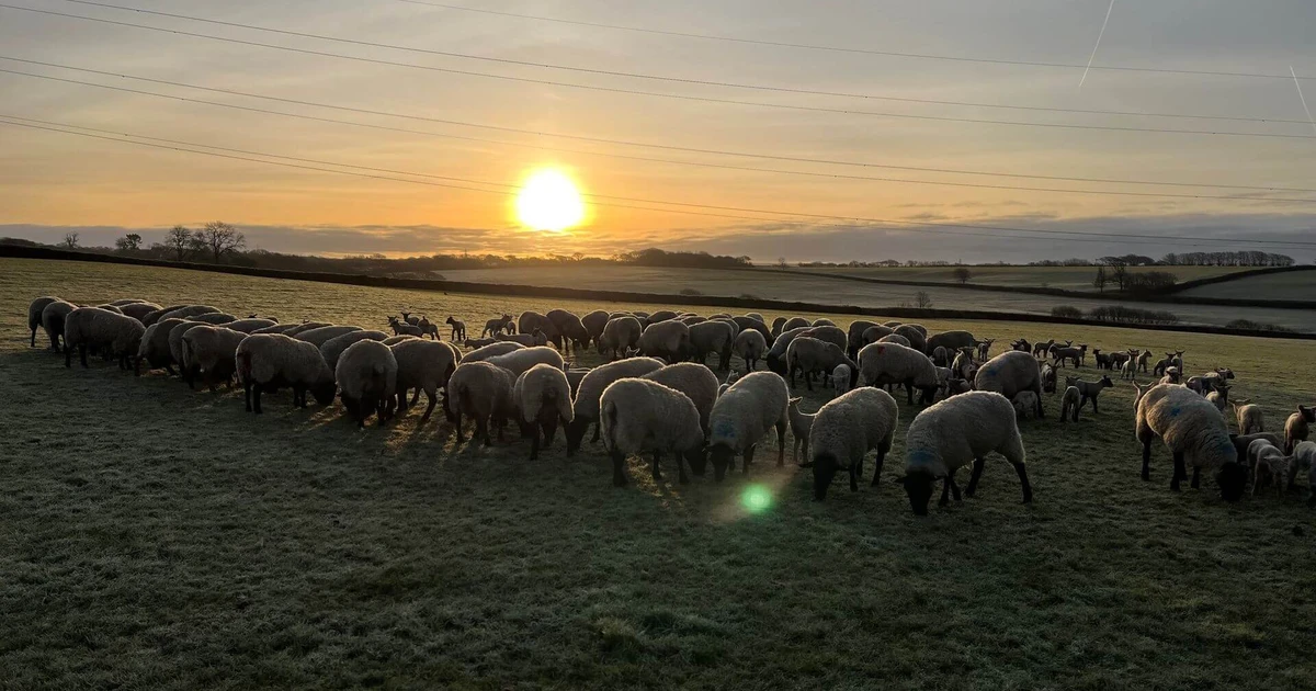 Lambing Diseases and How They Can Be Mitigated : Animal feed ...