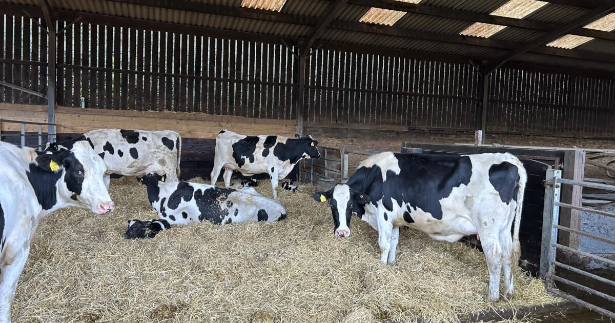Keeping cows steady: managing milk fever and low calcium : Animal feed ...