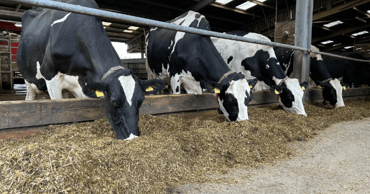 Transition Feeding Strategies - Launching into Lactation : Animal feed ...