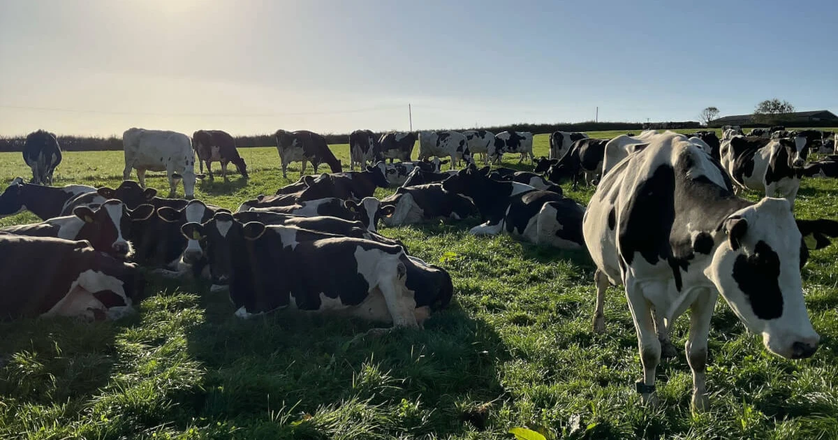 Managing Metabolic Risk : Animal feed specialists for cattle, sheep and ...