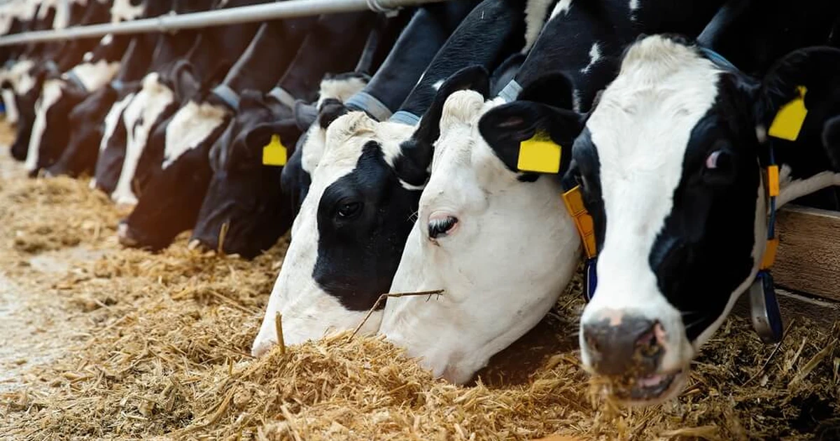 Rumen Function: The Good, the Bad, and the Additives. : Animal feed ...